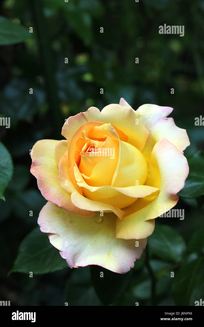 Yellow rose flower on green garden Stock Photo - Alamy