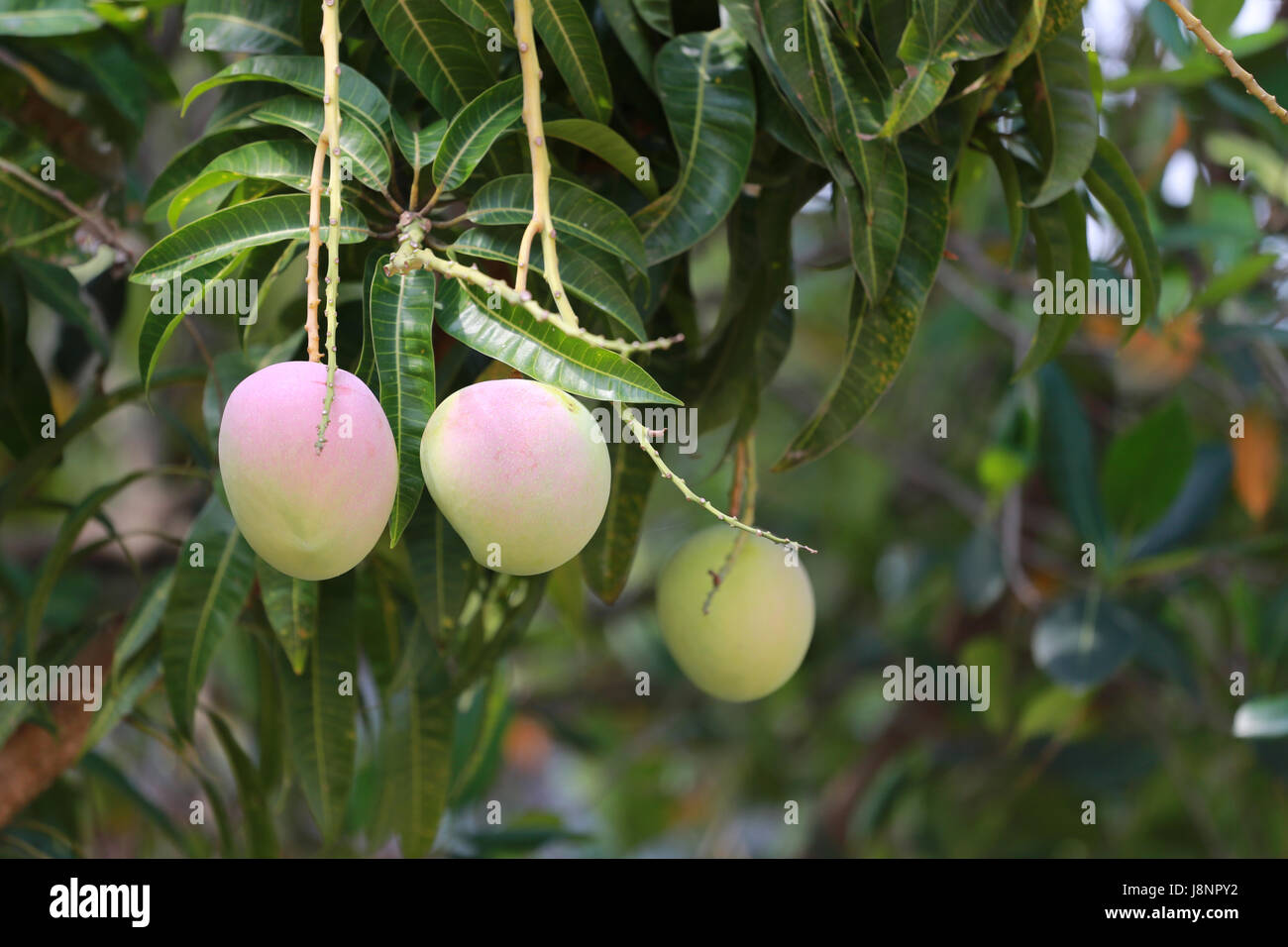 fresh mango fruit on tree in the Vegetable garden Stock Photo - Alamy