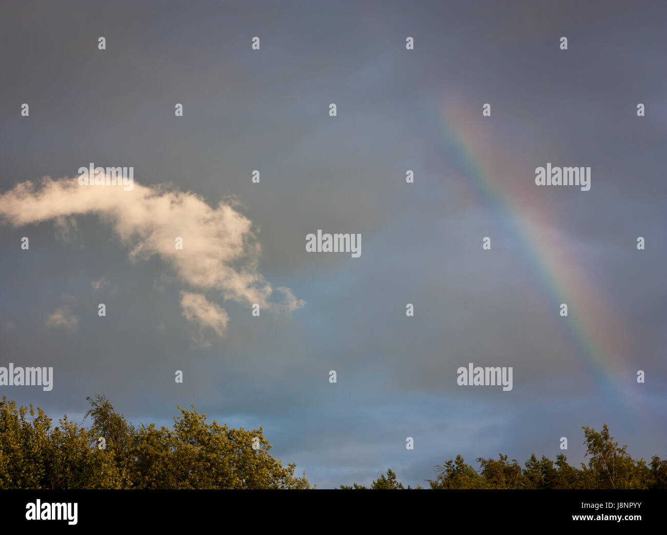 blue, colour, tree, trees, summit, darkness, climax, peak, colors ...