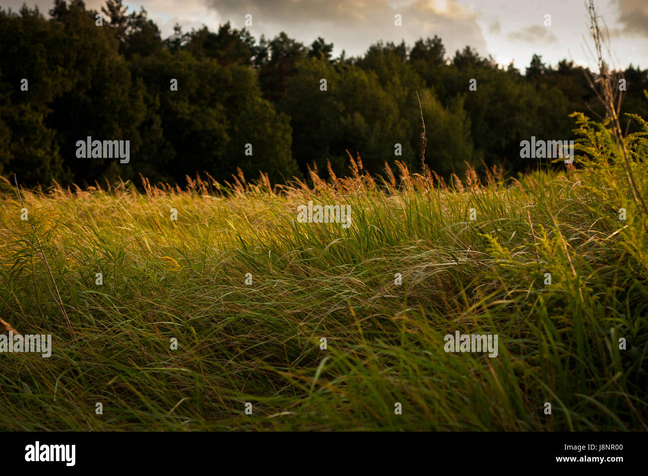 motion, postponement, moving, movement, tree, trees, leaves, dynamics ...
