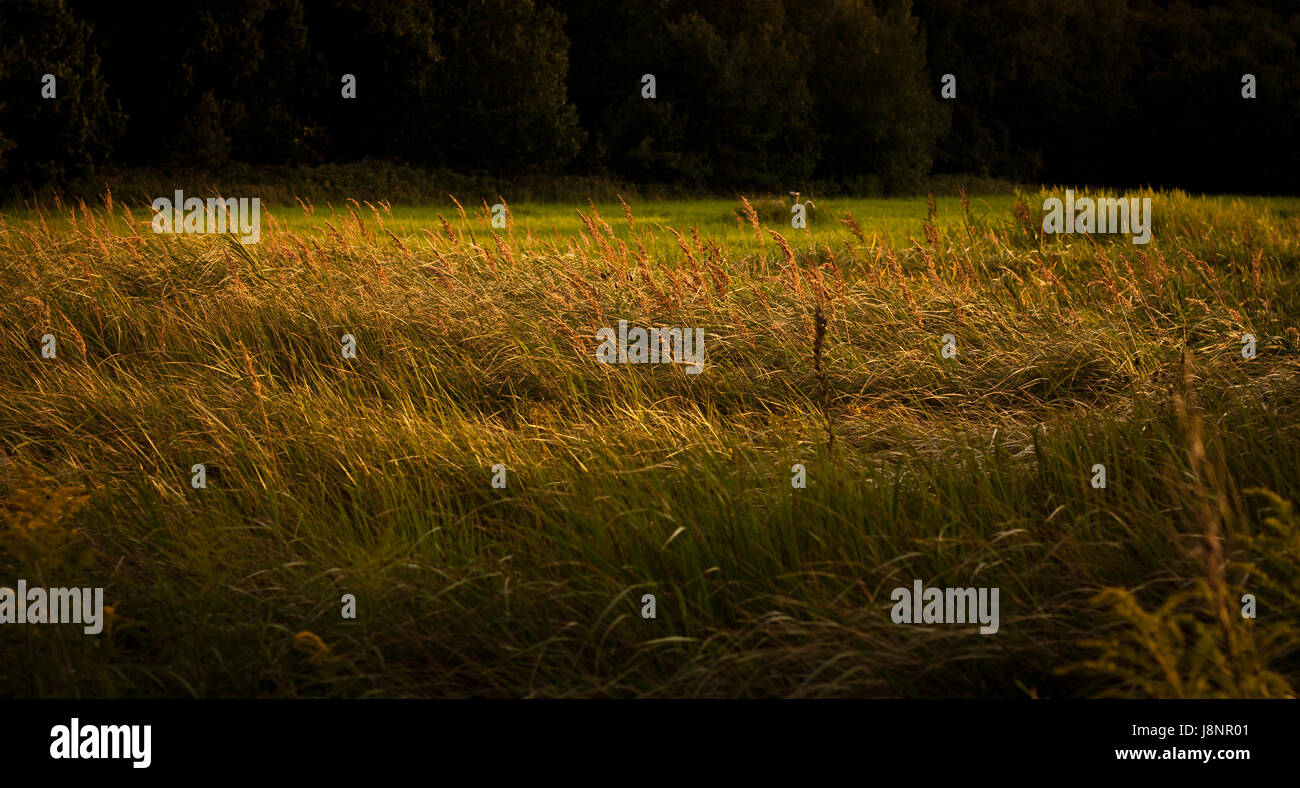 motion, postponement, moving, movement, tree, trees, leaves, dynamics ...