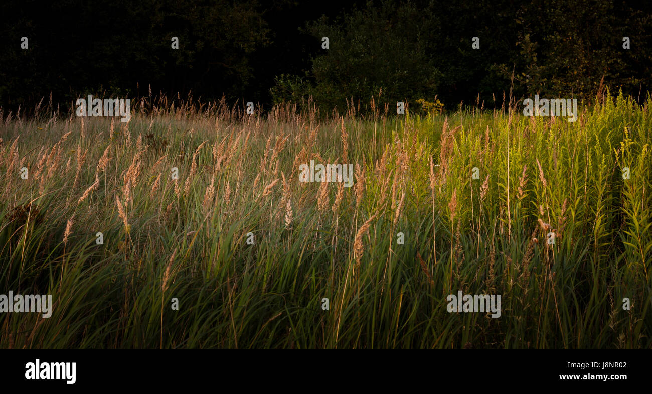 motion, postponement, moving, movement, tree, trees, leaves, dynamics ...