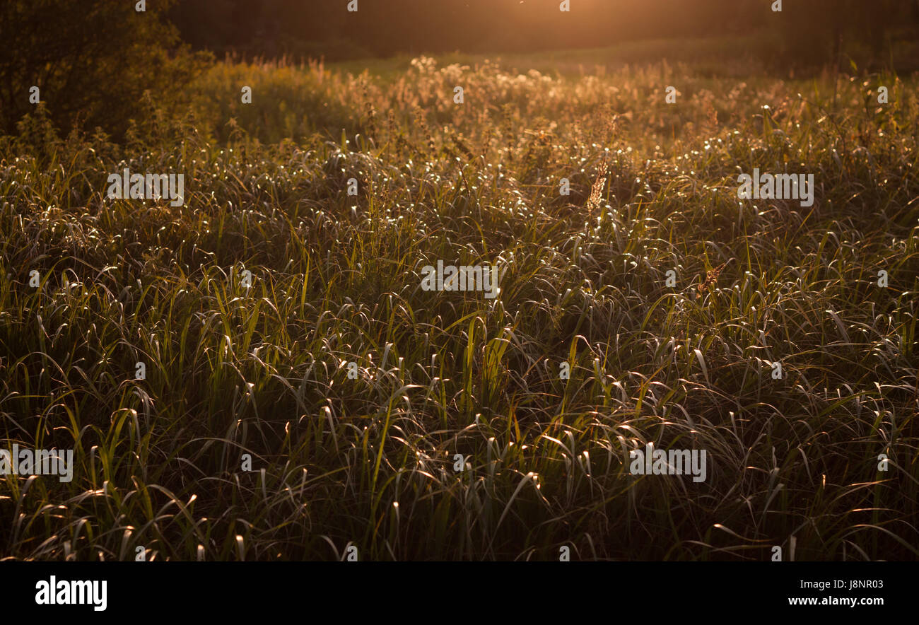 motion, postponement, moving, movement, tree, trees, leaves, dynamics ...