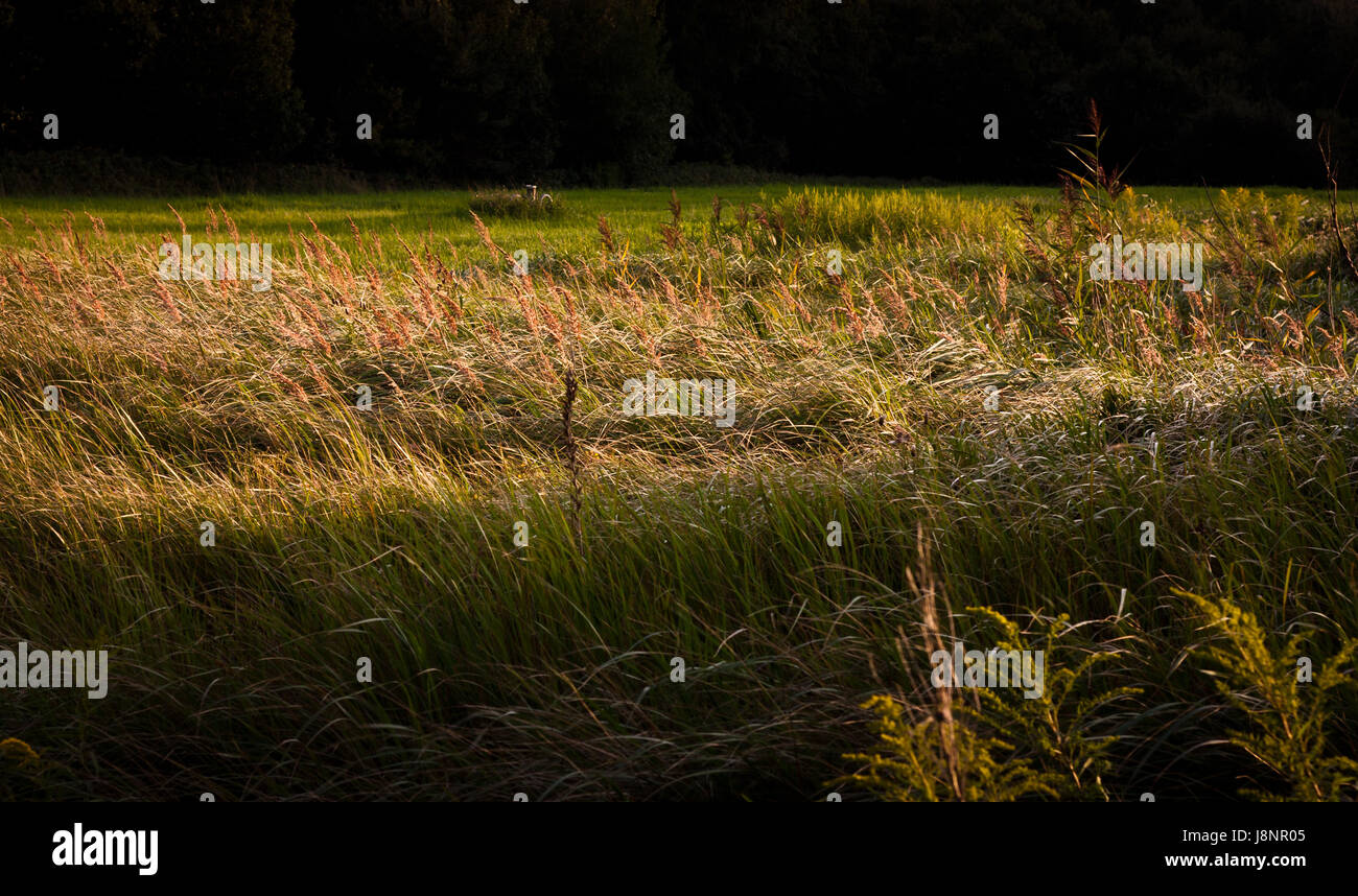 motion, postponement, moving, movement, tree, trees, leaves, dynamics ...