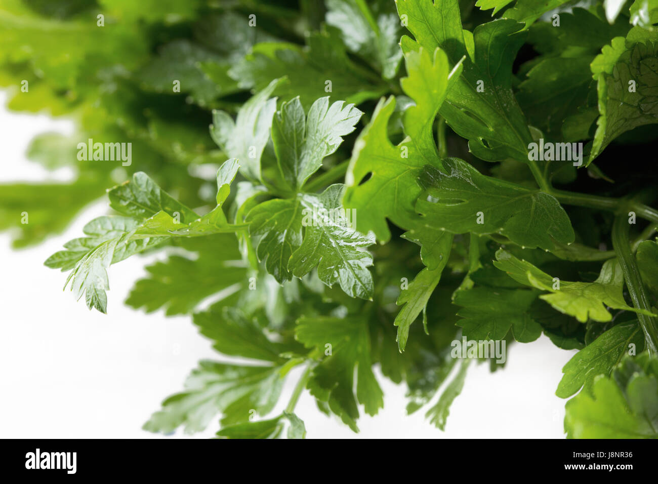 spice, kitchen, cuisine, boil, cooks, boiling, cooking, parsley, herbs ...