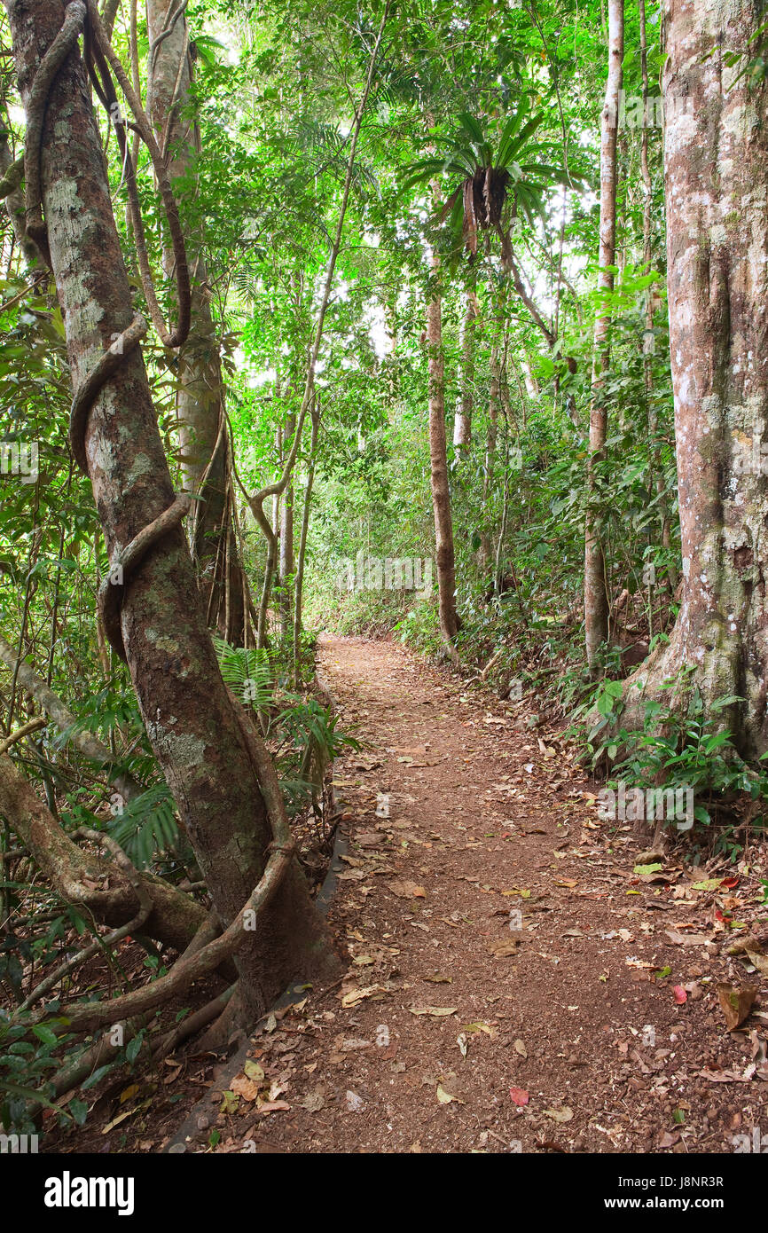 environment, enviroment, tree, trees, park, wood, hike, go hiking ...