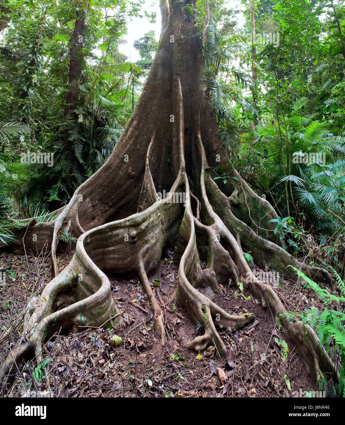 big, large, enormous, extreme, powerful, imposing, immense, relevant ...