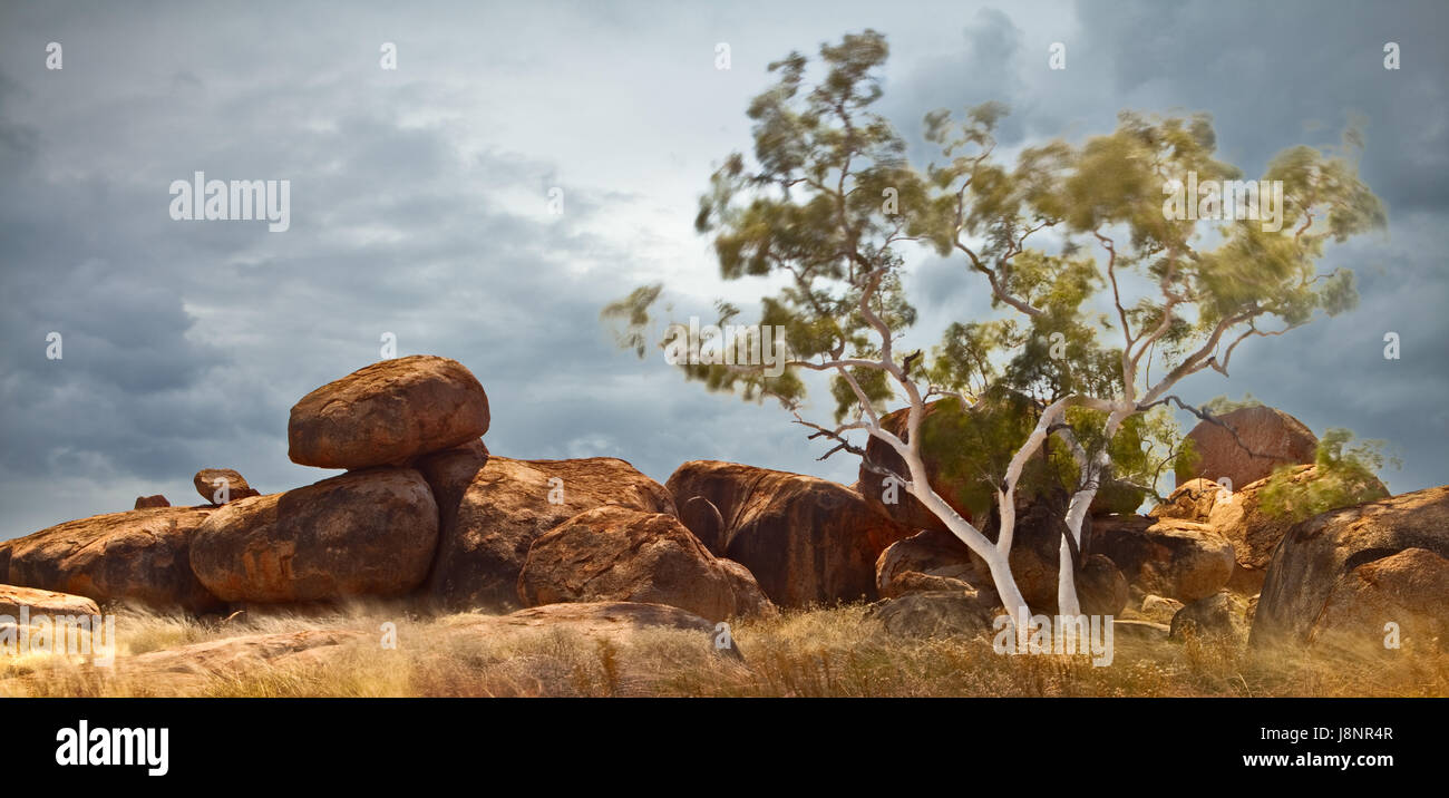 tree, stone, desert, wasteland, formation, rock, australia, bush ...