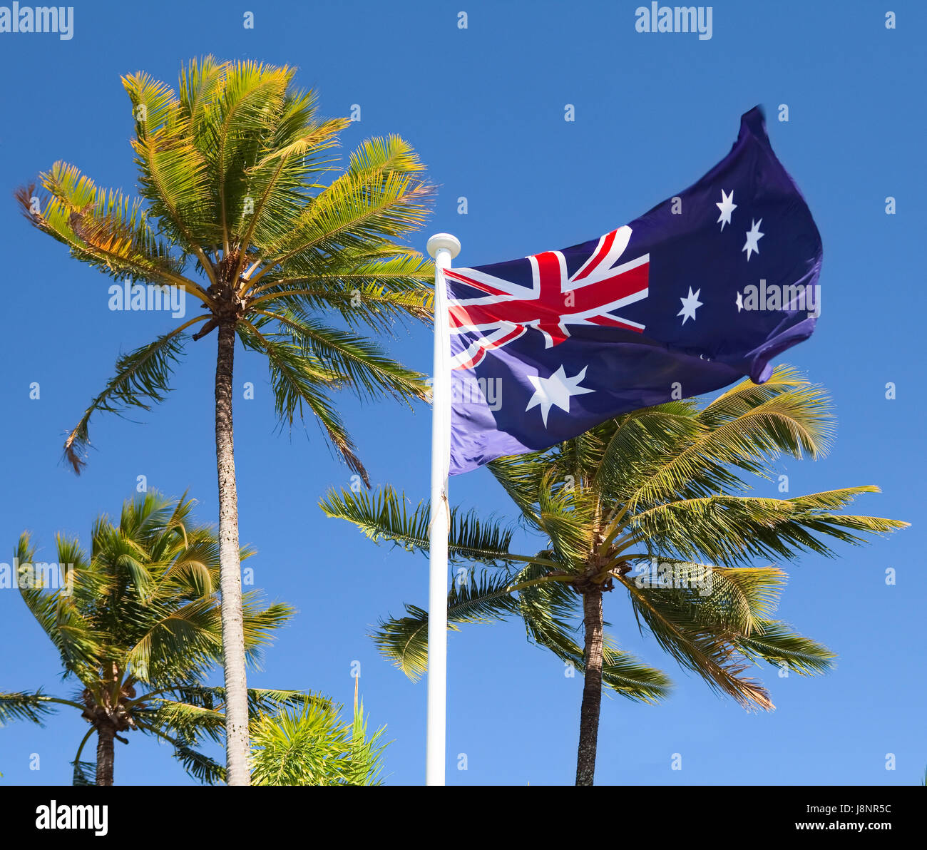 tree, australia, flag, tropical, palm, australian, blue, beautiful ...