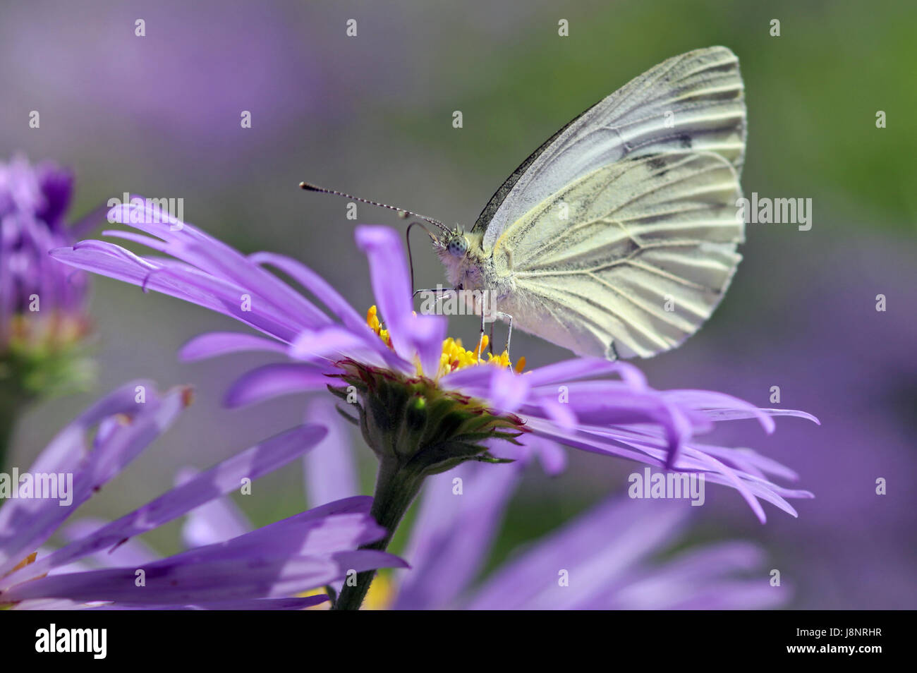 purple, violet, albino, butterfly, blossoms, purple, bud, violet, moth ...