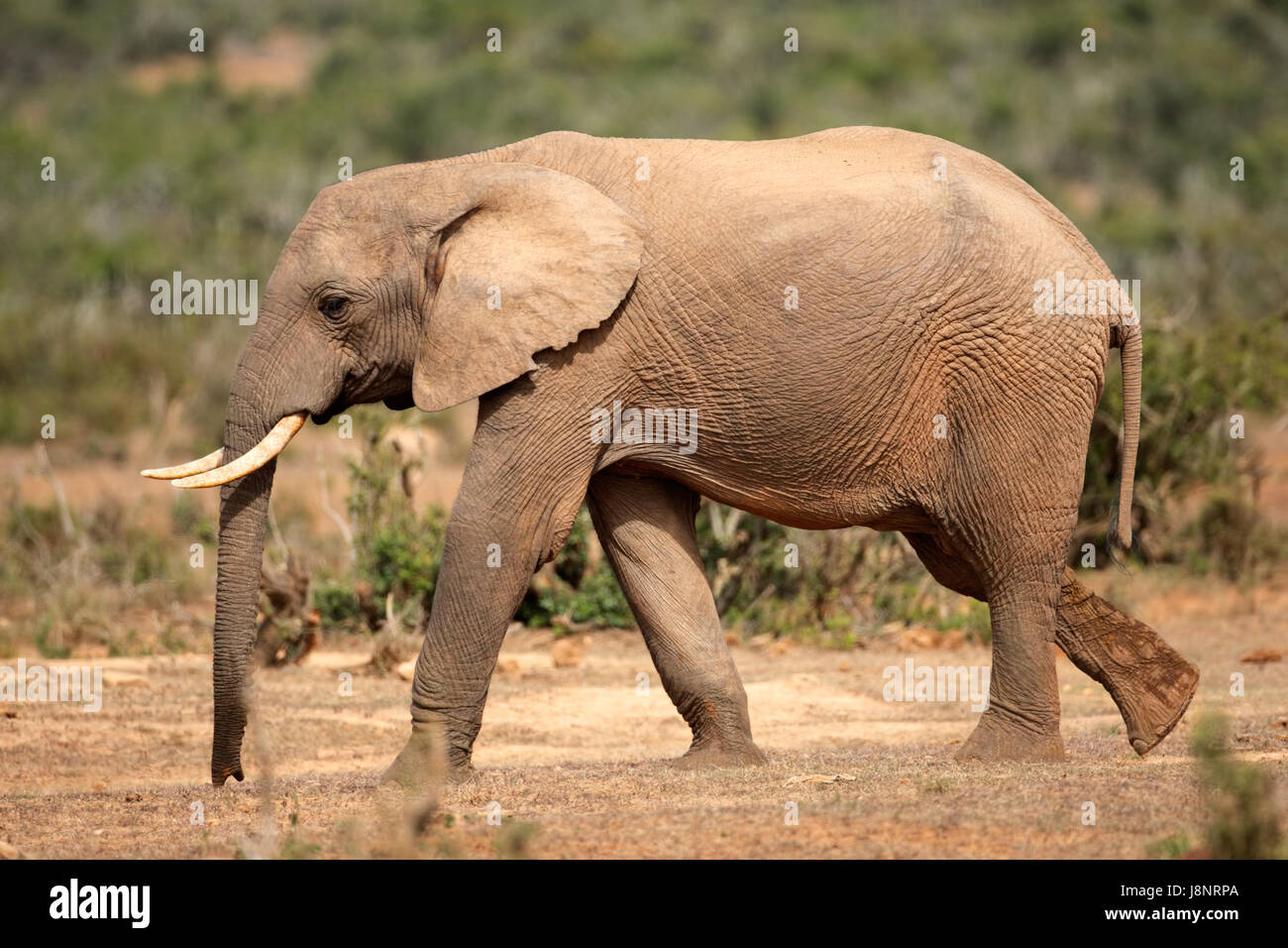 mammal, africa, elephant, trunk, wildlife, south africa, African, legs ...