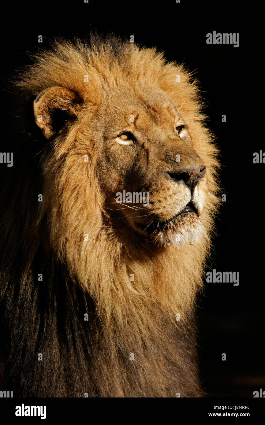 big, large, enormous, extreme, powerful, imposing, immense, relevant ...