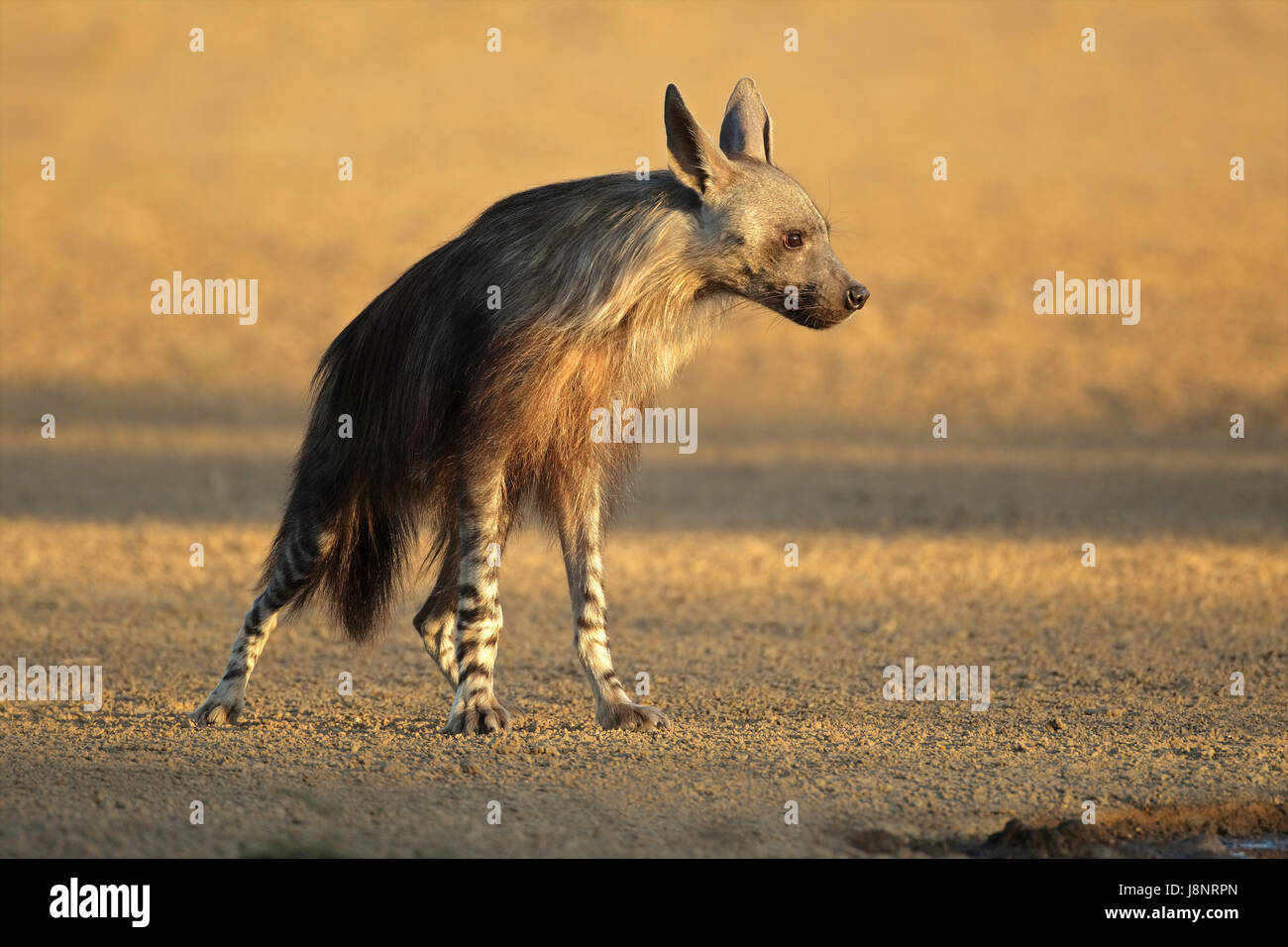 brown, brownish, brunette, africa, scavenger, African, hyaena, hyena ...