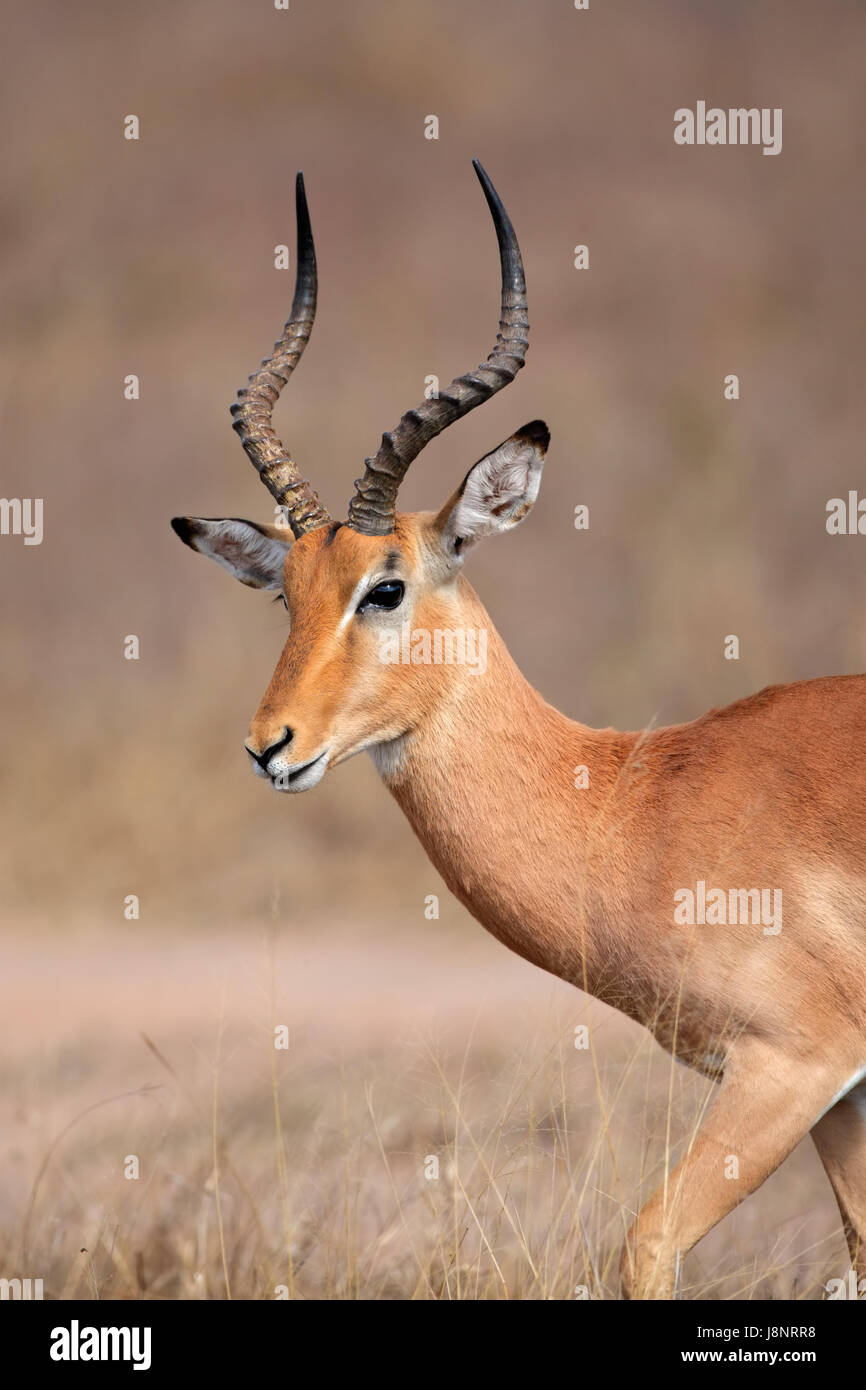 animal, male, masculine, portrait, antelope, nature, park, animal, wild ...