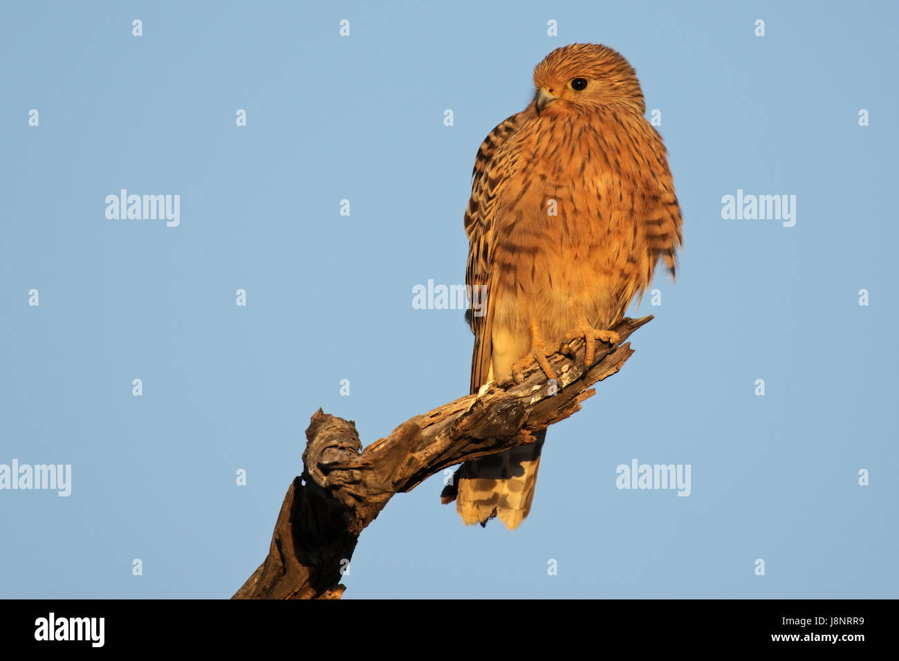bird, falcon, raptor, birds of prey, claws, kestrel, nature, blue, big ...