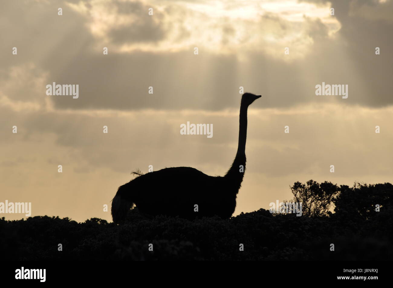 ostrich in the sunset Stock Photo - Alamy