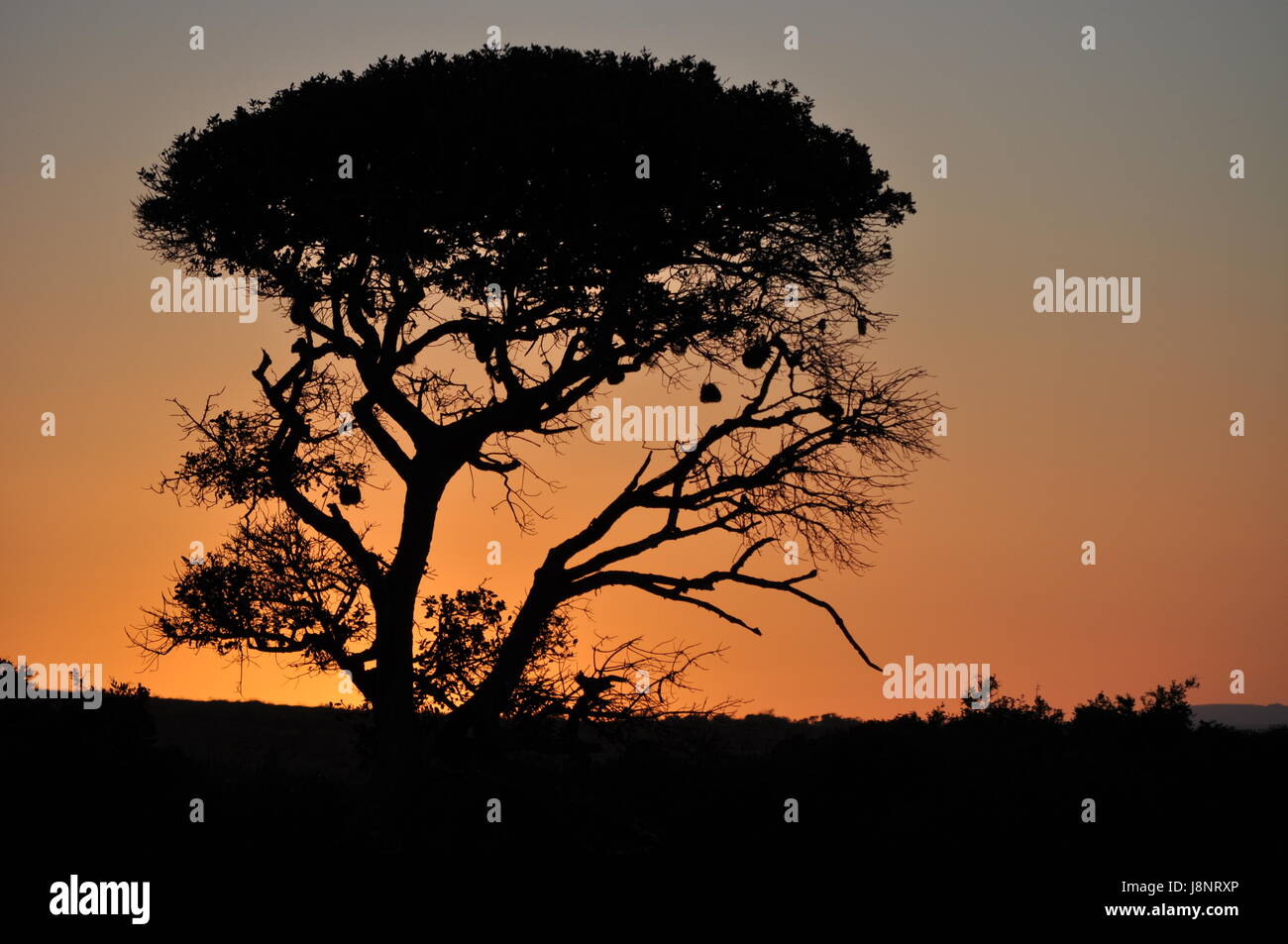 tree, bird, africa, birds, nest, evening light, south africa, tree ...