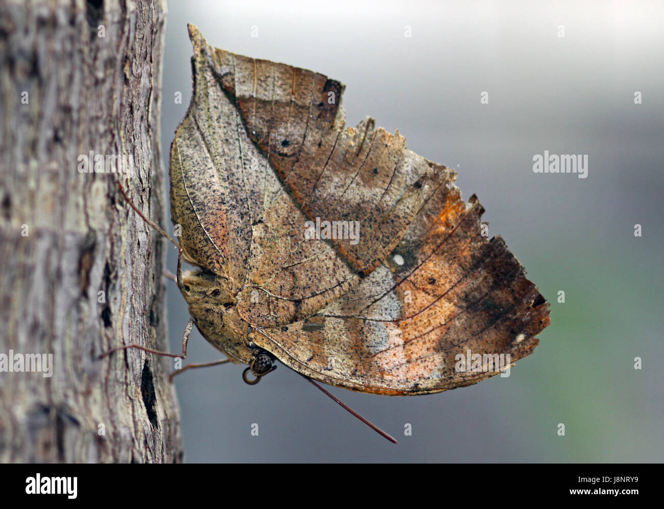 Kallima Stock Photos & Kallima Stock Images - Alamy