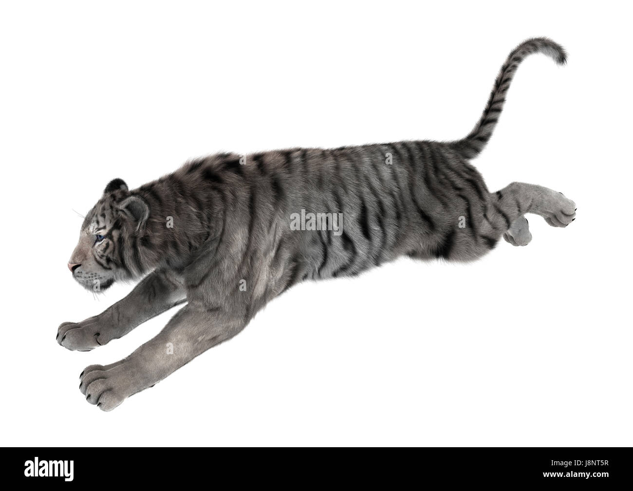 3D rendering of a white tiger jumping isolated on white background ...