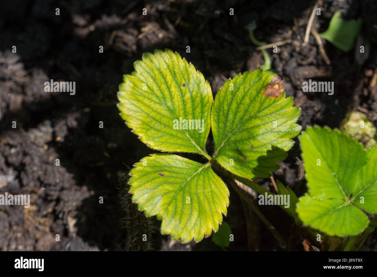 Chlorosis iron hi-res stock photography and images - Alamy