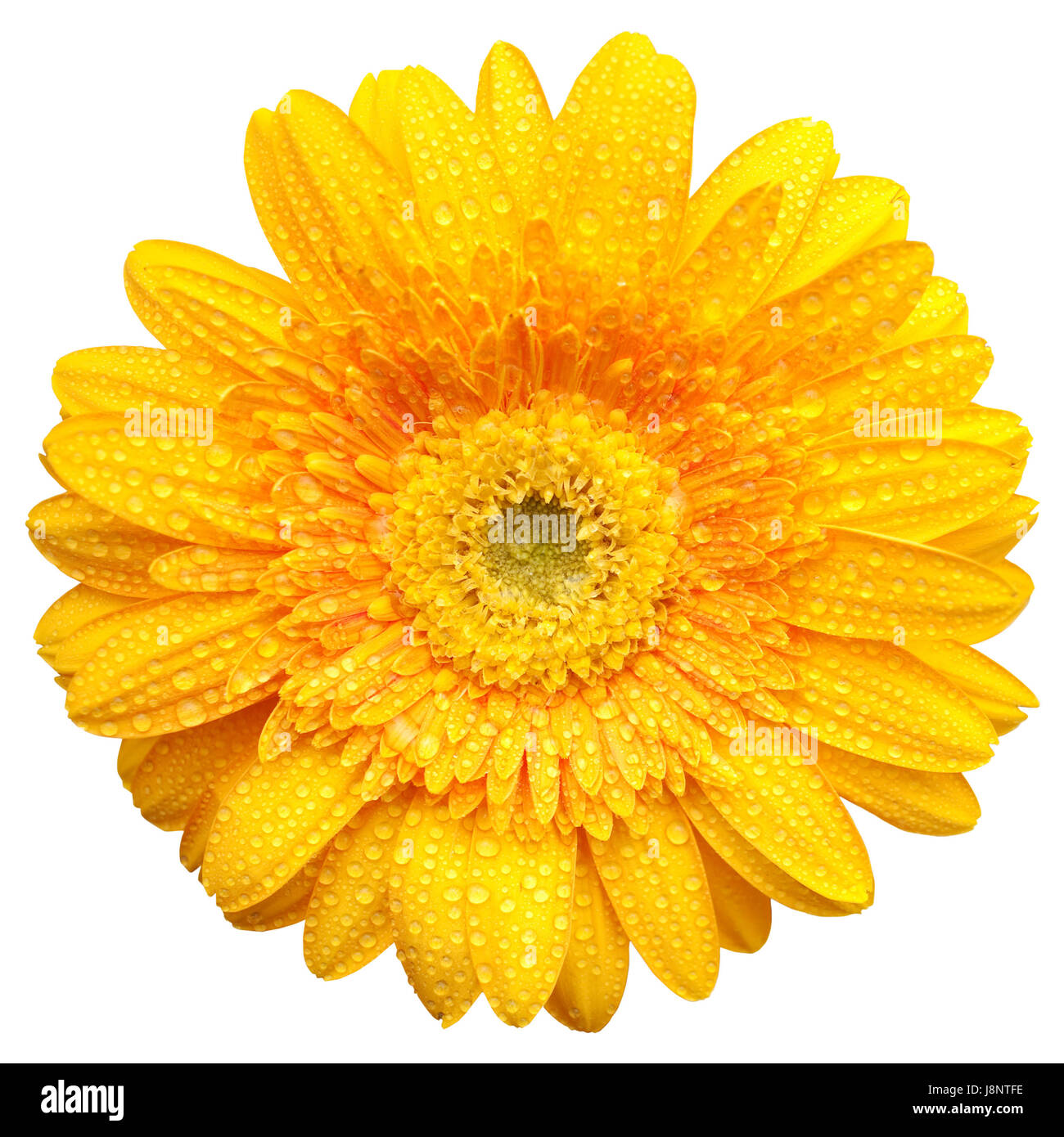 isolated, flower, plant, gerbera, yellow, floral, water, drop, drip ...