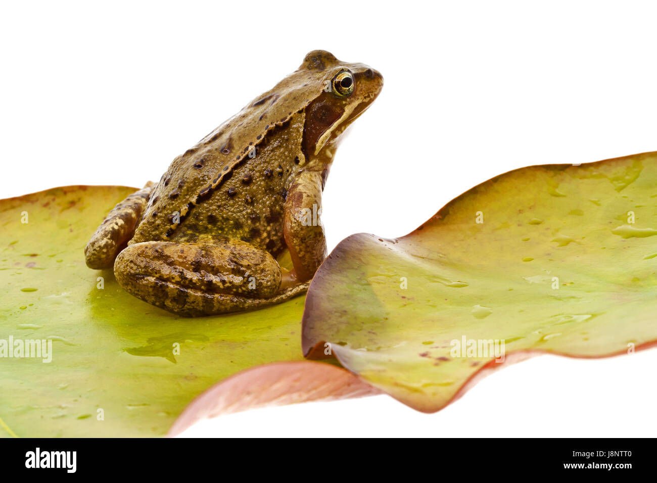frog at photoshoot Stock Photo - Alamy