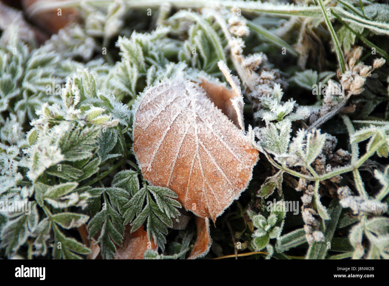 a frozen sheet Stock Photo - Alamy