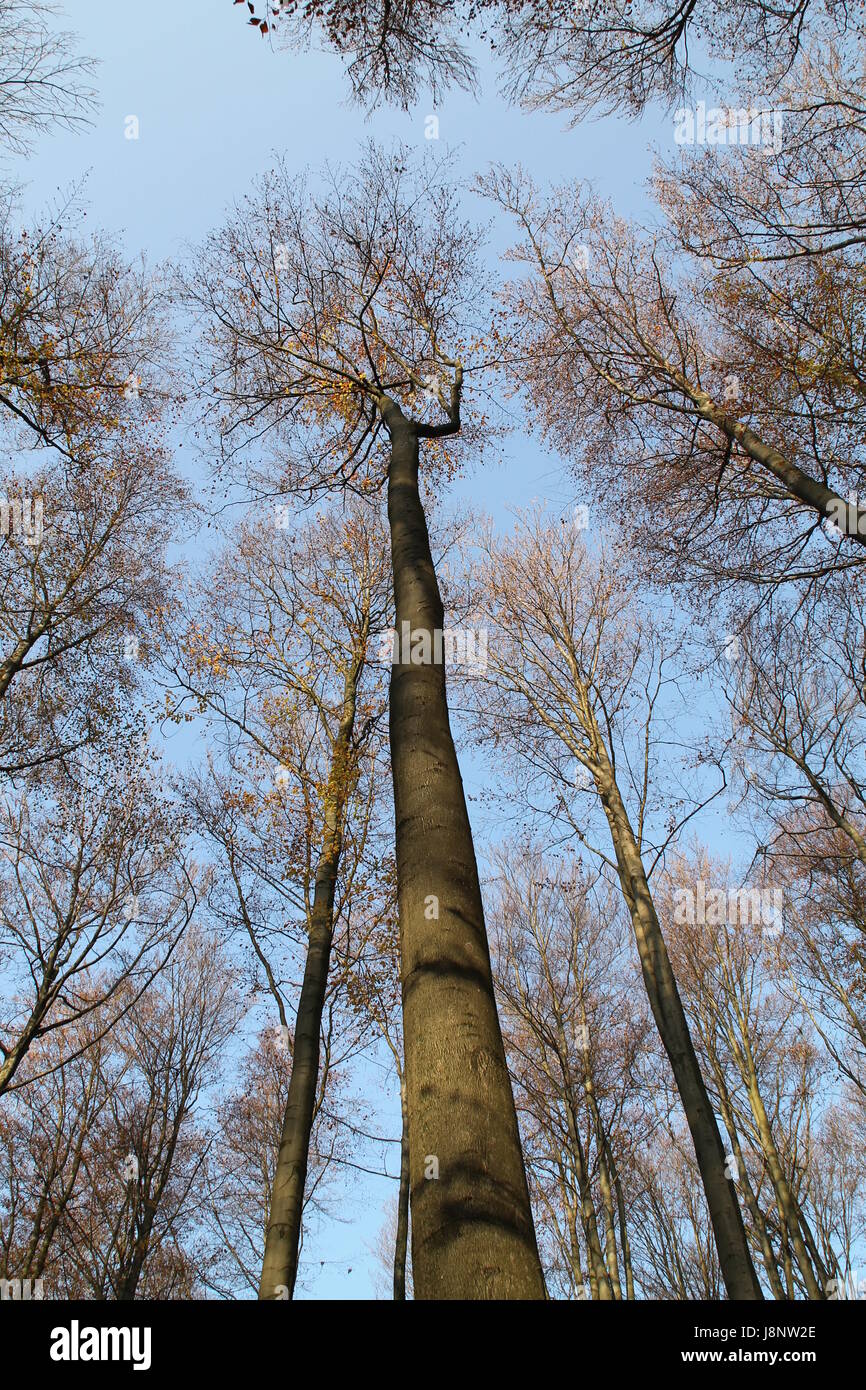 an autumn forest Stock Photo - Alamy