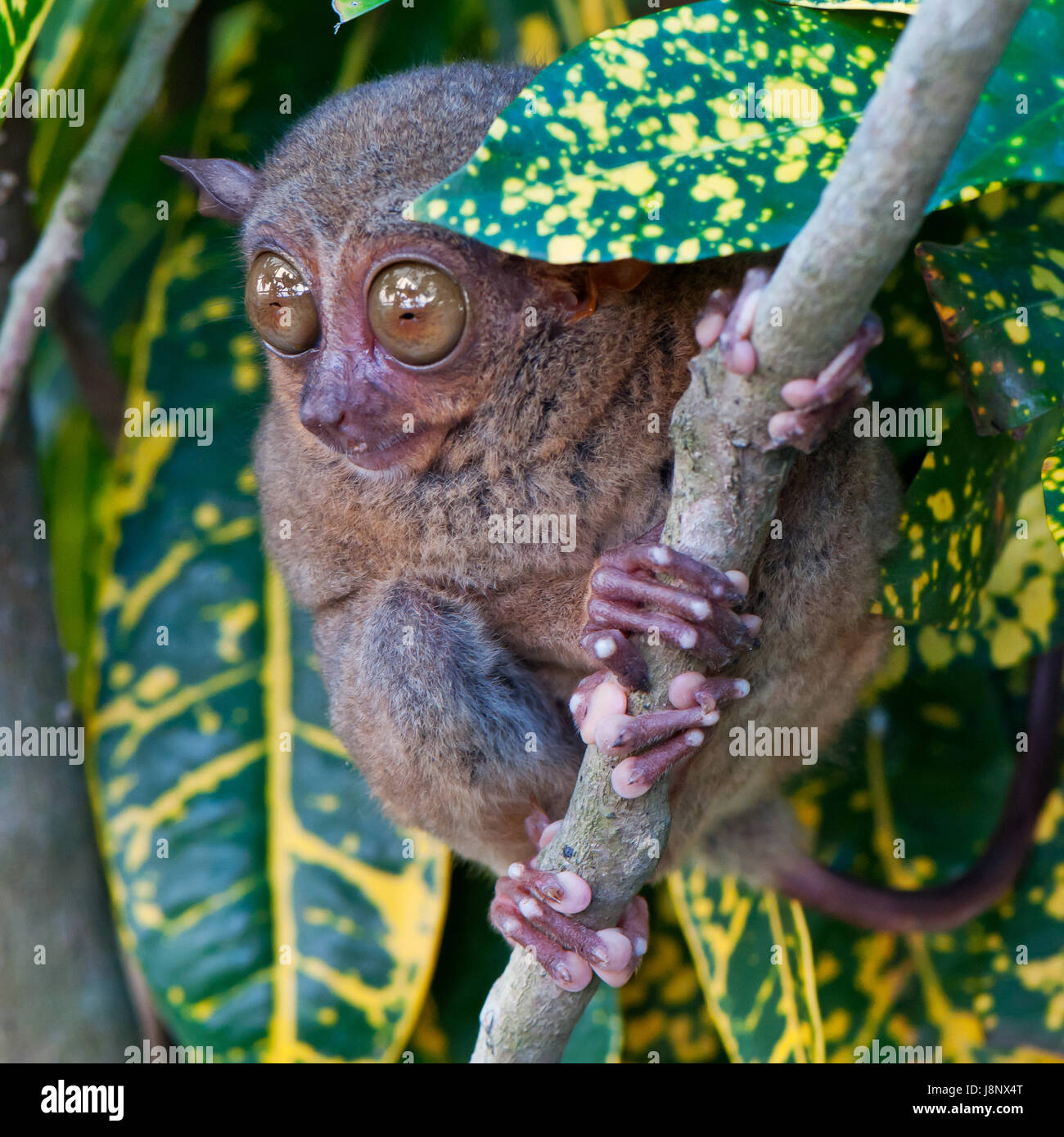 Funny monkey look fingers hi-res stock photography and images - Alamy