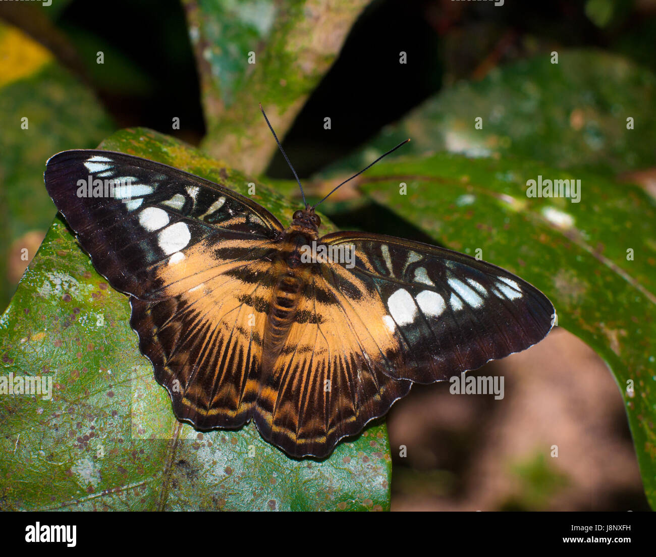 insect, butterfly, tropical, wings, colorful, nature, beautiful ...