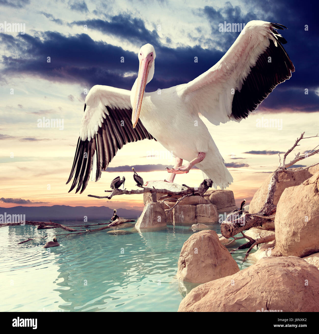 Collage wild animals birds hi-res stock photography and images - Alamy