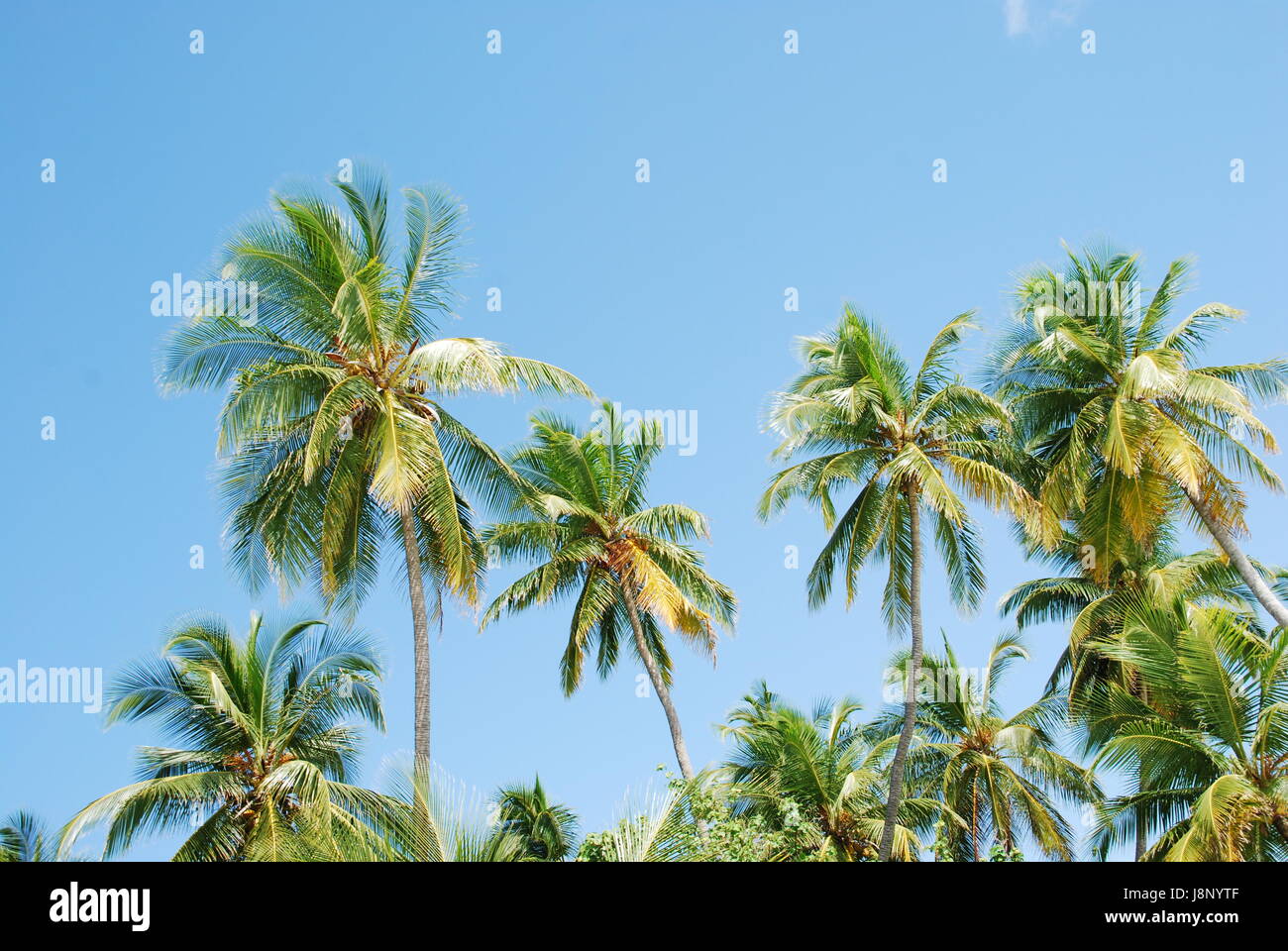tree, summer, summerly, tropical, palm, lawn, green, coconut, plant ...