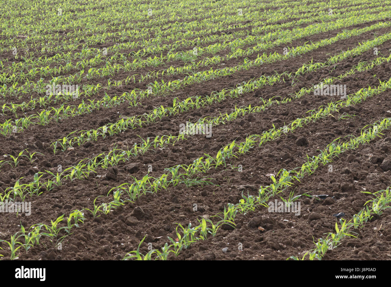 Rows of young maize crop Stock Photo - Alamy