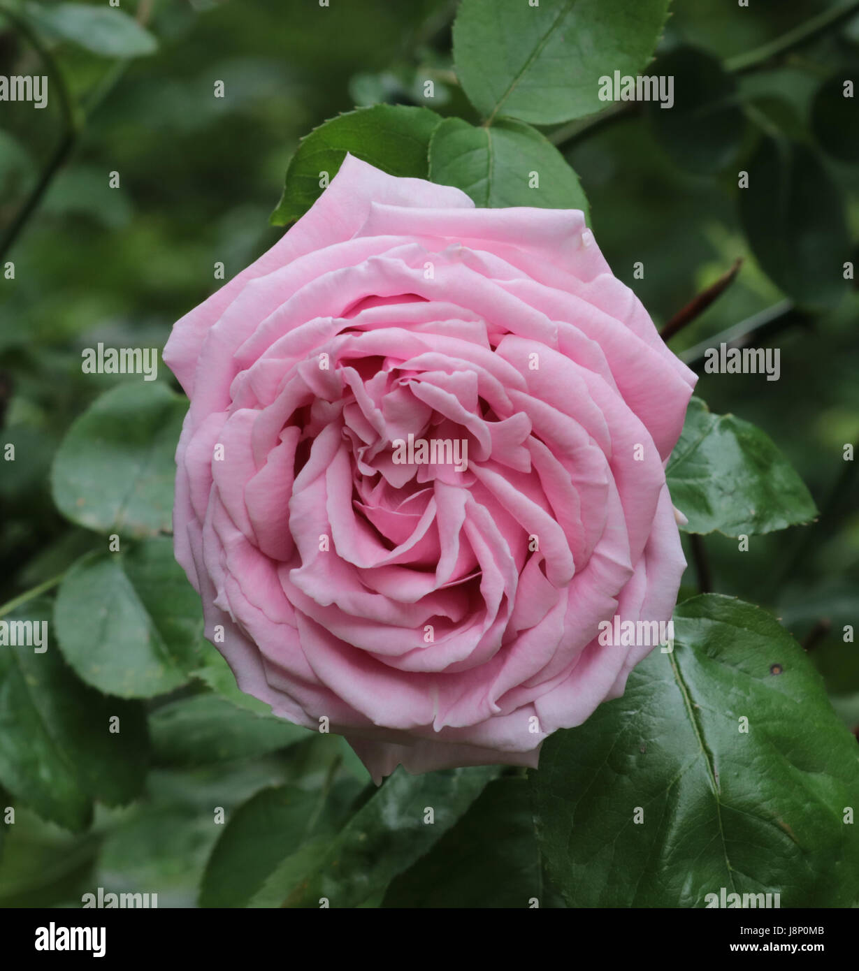 Pink garden rose Stock Photo - Alamy