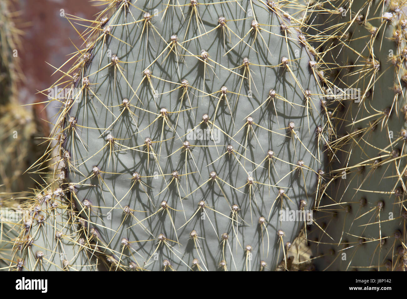 spikes on a cactus beside route 66 arizona usa Stock Photo - Alamy