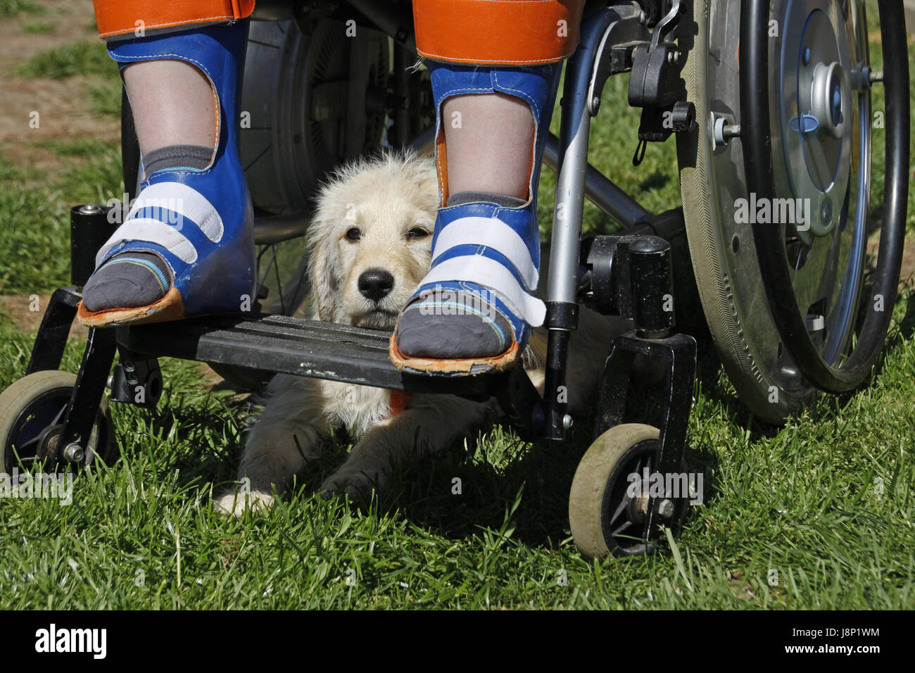labradoodlewelpe as disability assistance dog Stock Photo - Alamy