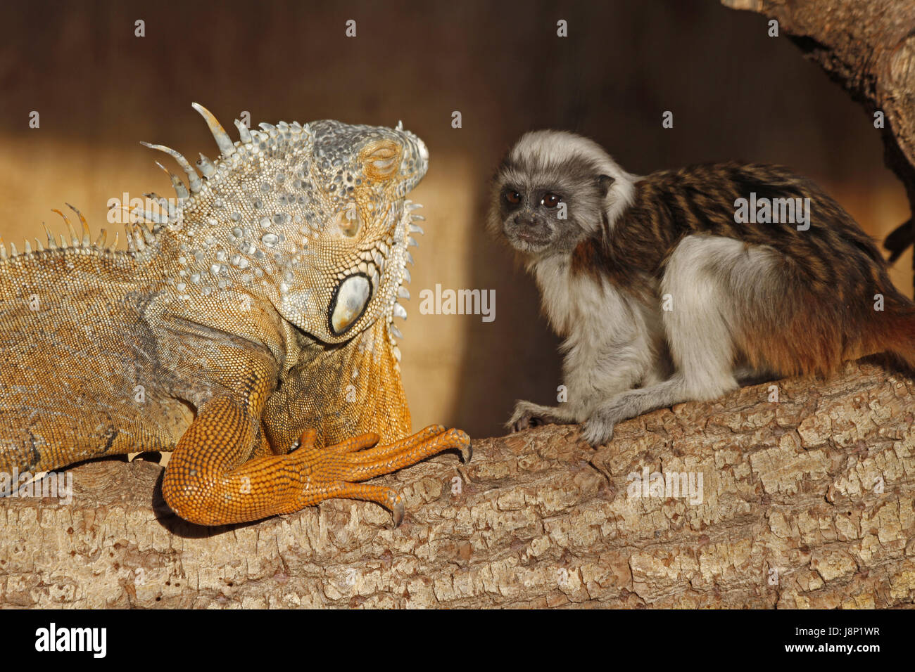 green iguana and liszt monkey Stock Photo - Alamy