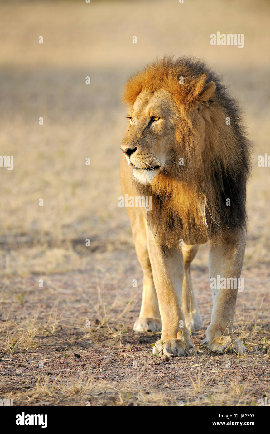 Lion standing up hi-res stock photography and images - Alamy