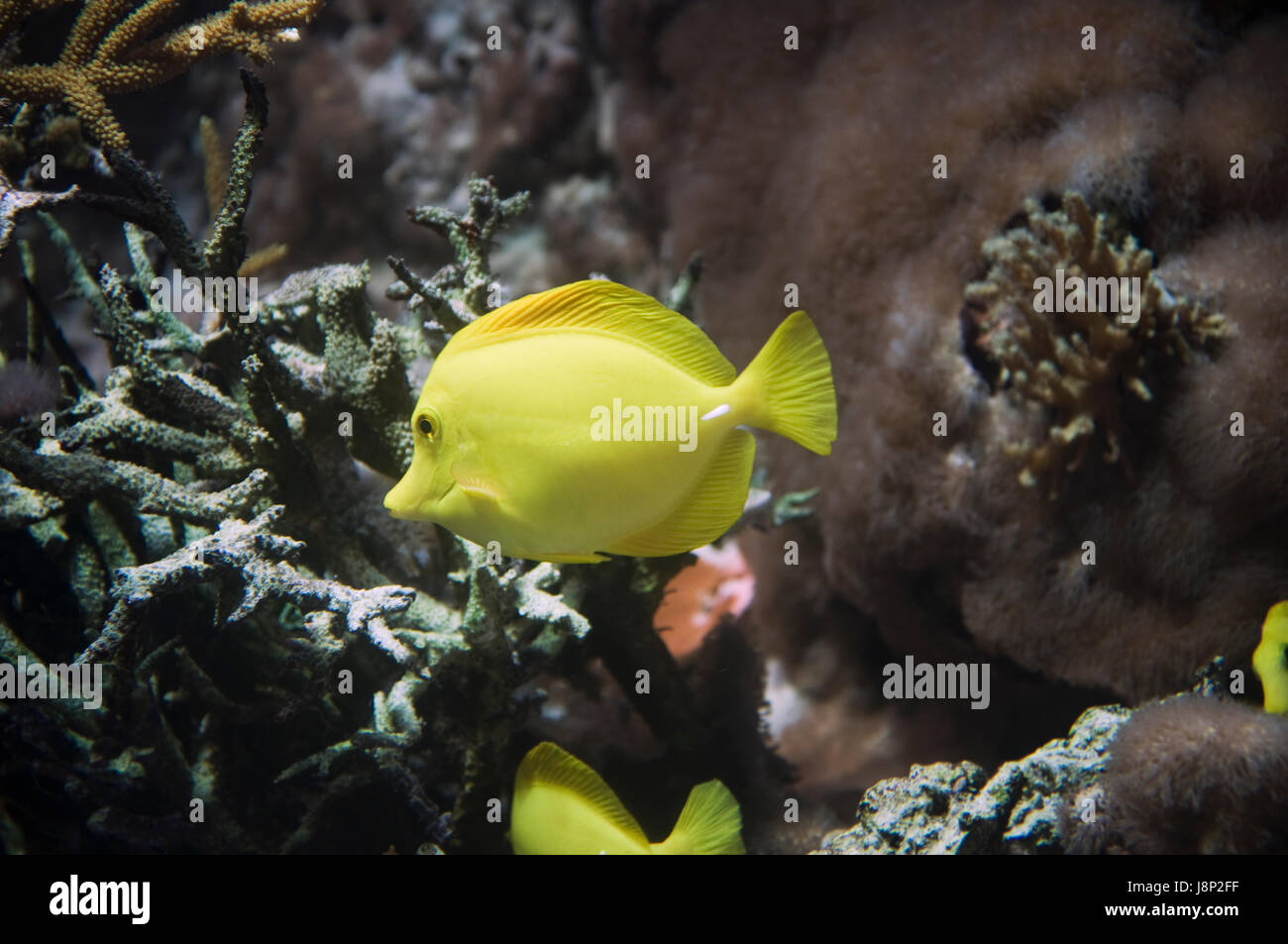 Yellowfish hi-res stock photography and images - Alamy