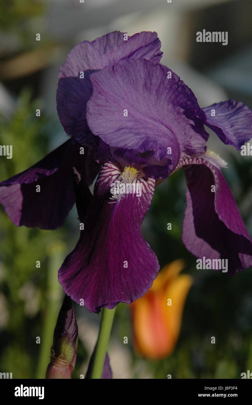 Lady violet hi-res stock photography and images - Alamy