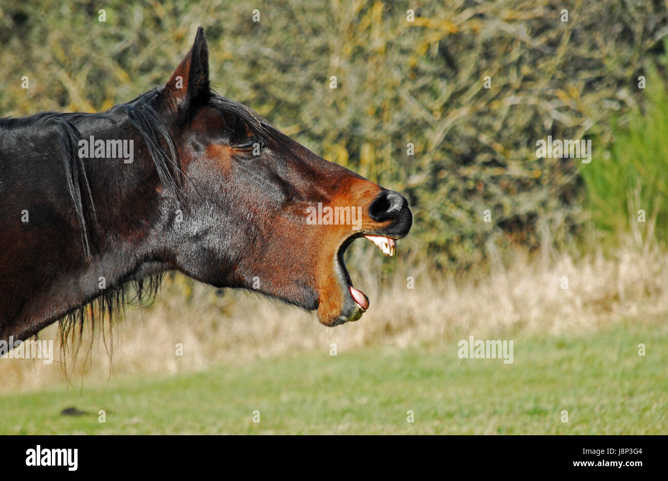 horse, mouth, bit, yawn, head, horse, brown, brownish, brunette, mouth ...