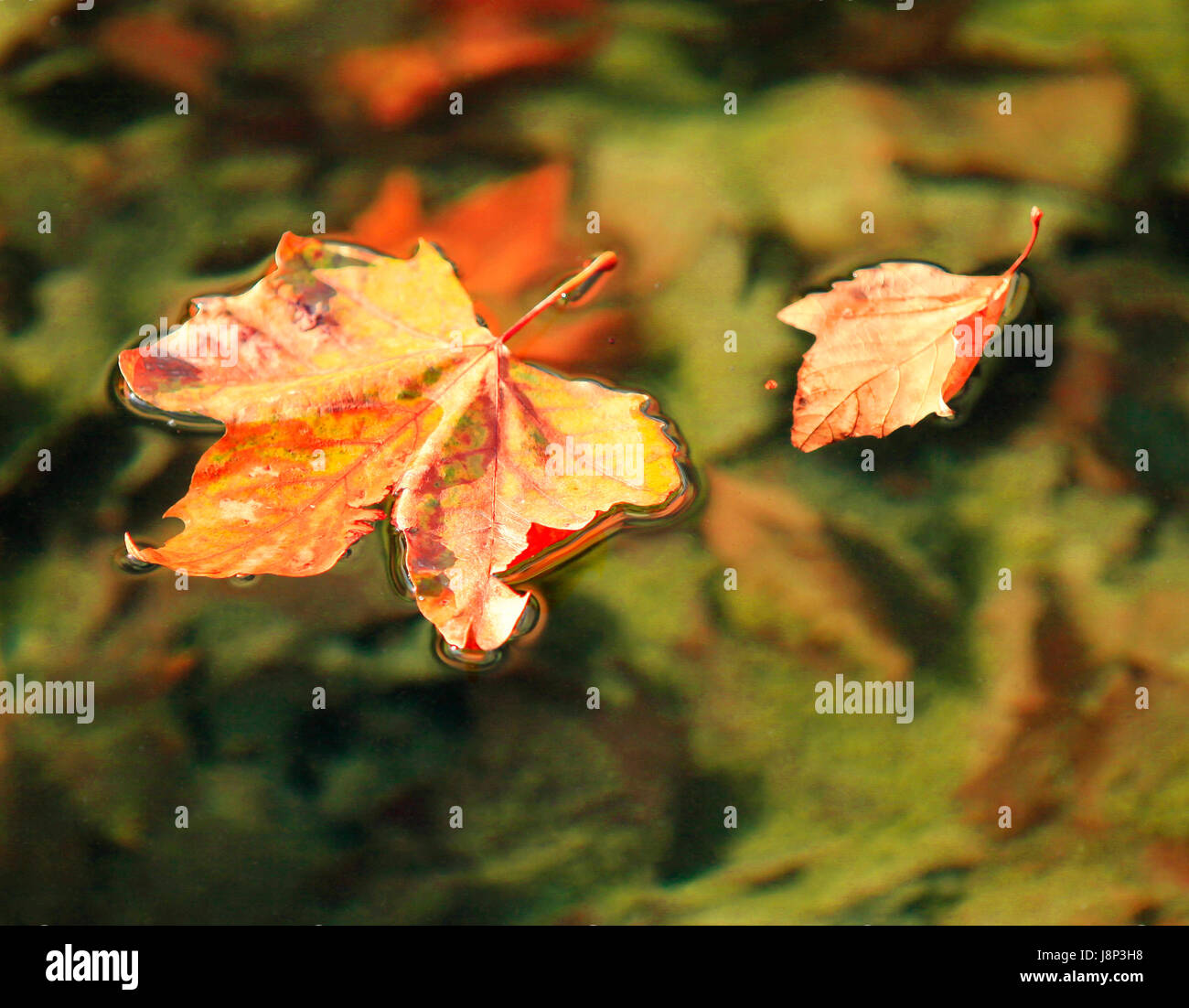 leaves, foliage, water, fall, autumn, motion, postponement, moving ...
