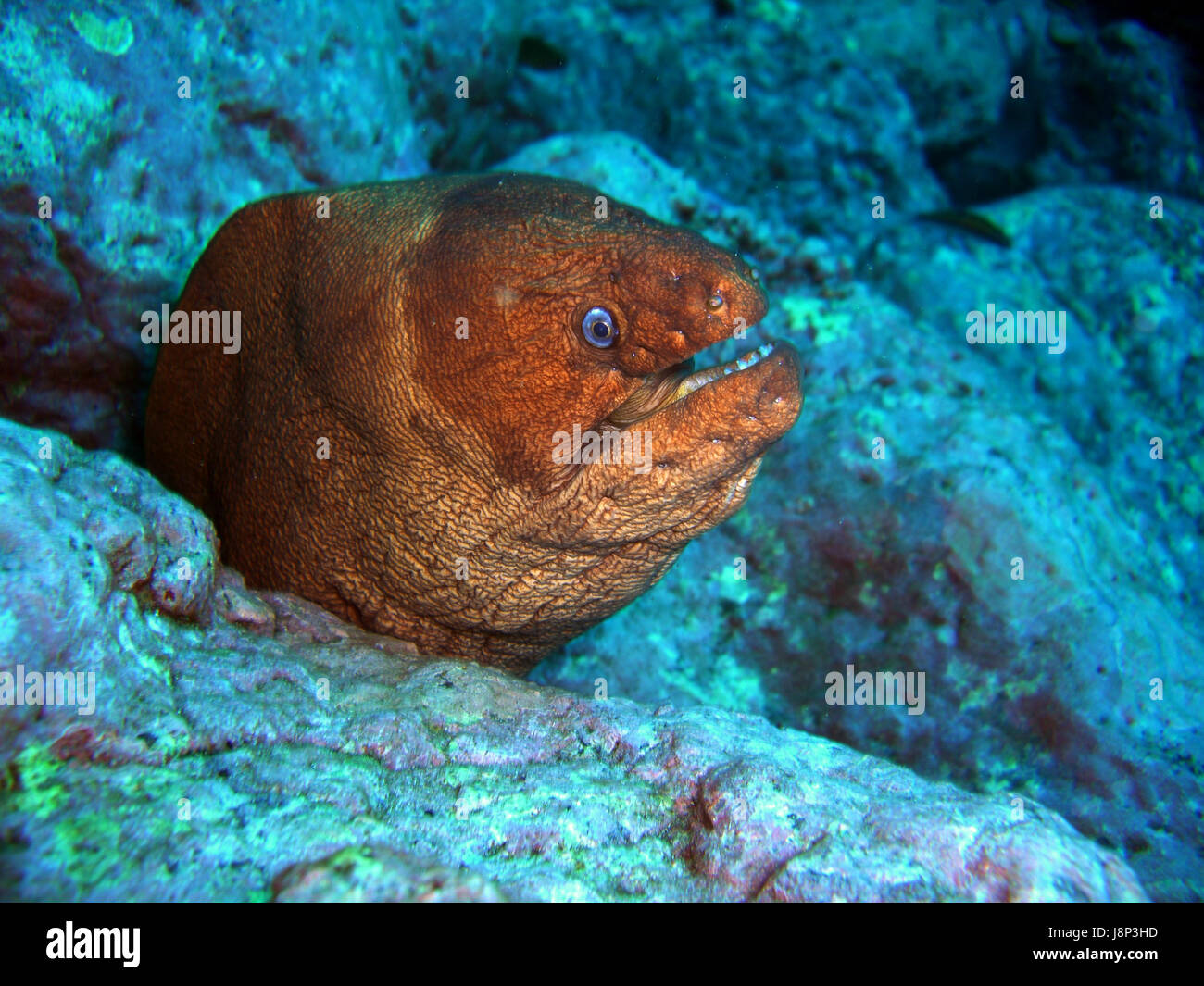 teeth, hunter, fish, rock, underwater, atlantic ocean, salt water, sea ...