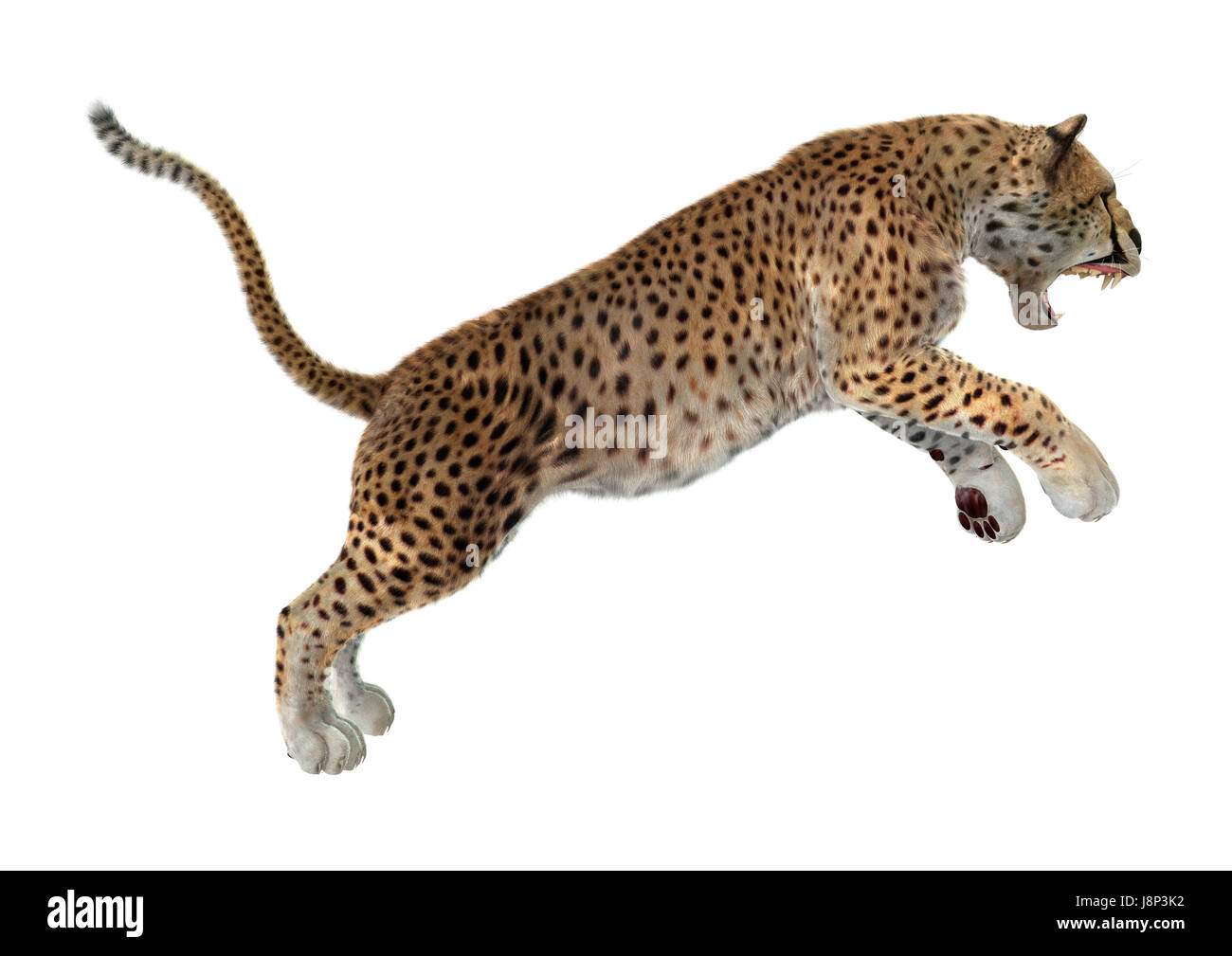 Cheetah jumping hi-res stock photography and images - Alamy