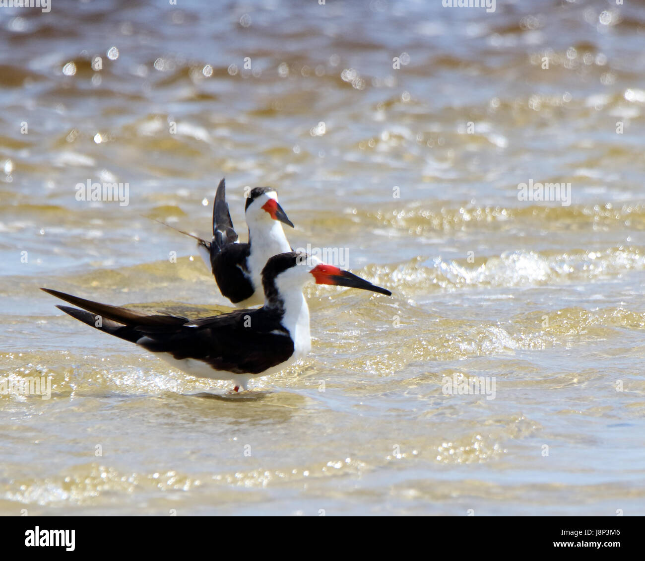 Two black skimmers standing in shallow seawater Stock Photo - Alamy