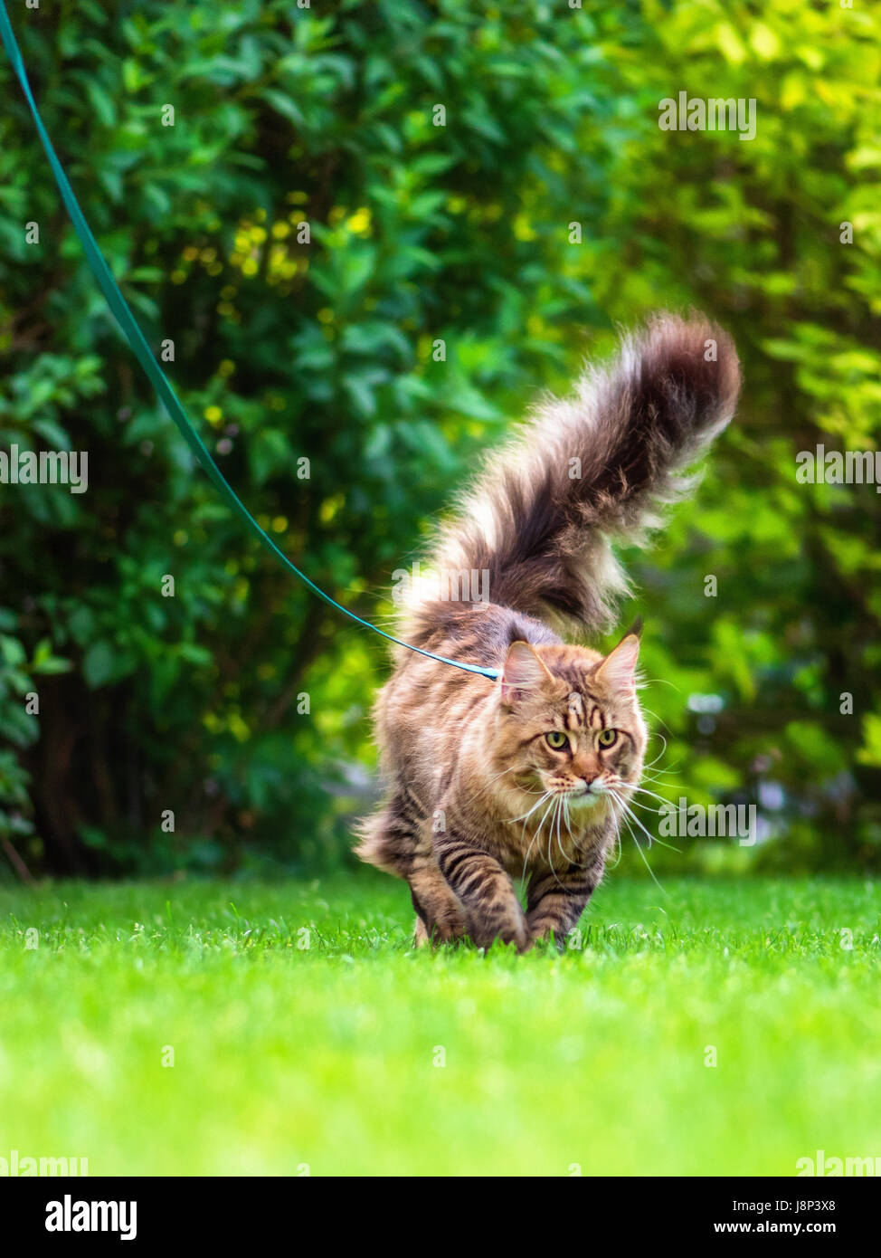 Black tabby Maine Coon cat with leash wandering in backyard. Young cute ...