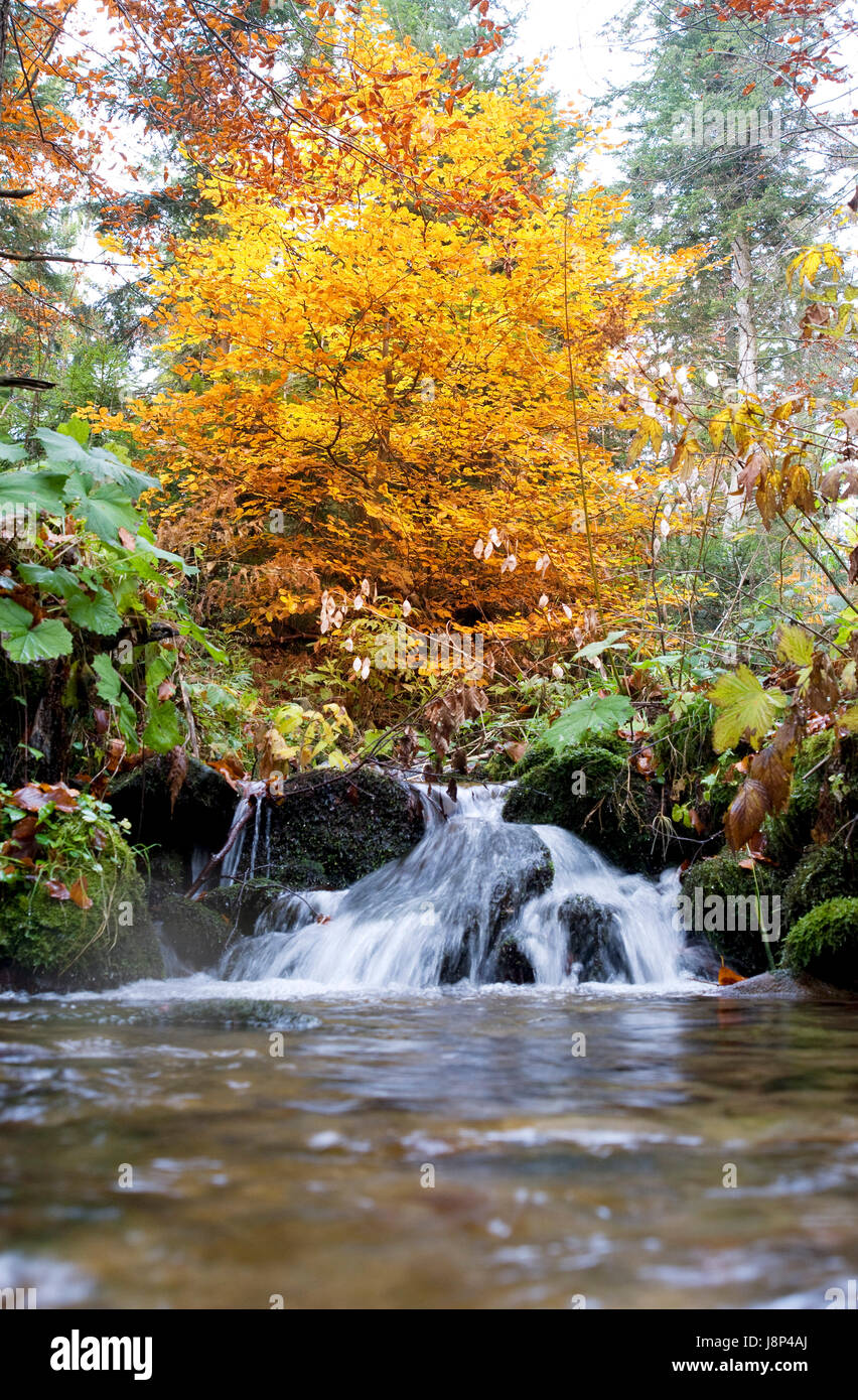 beautiful, beauteously, nice, leaf, environment, enviroment, tree ...