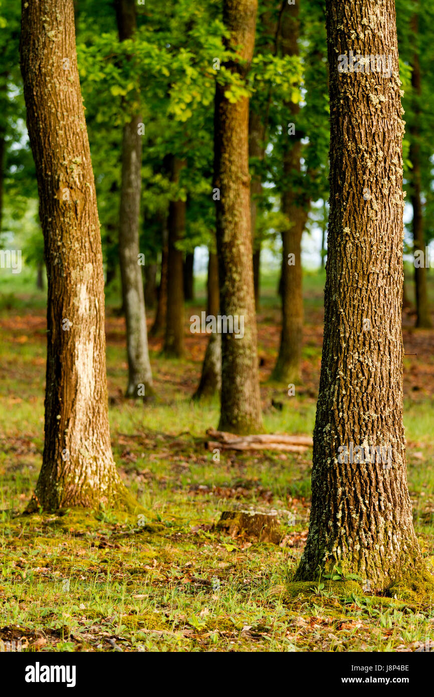 beautiful, beauteously, nice, leaf, environment, enviroment, tree, park ...