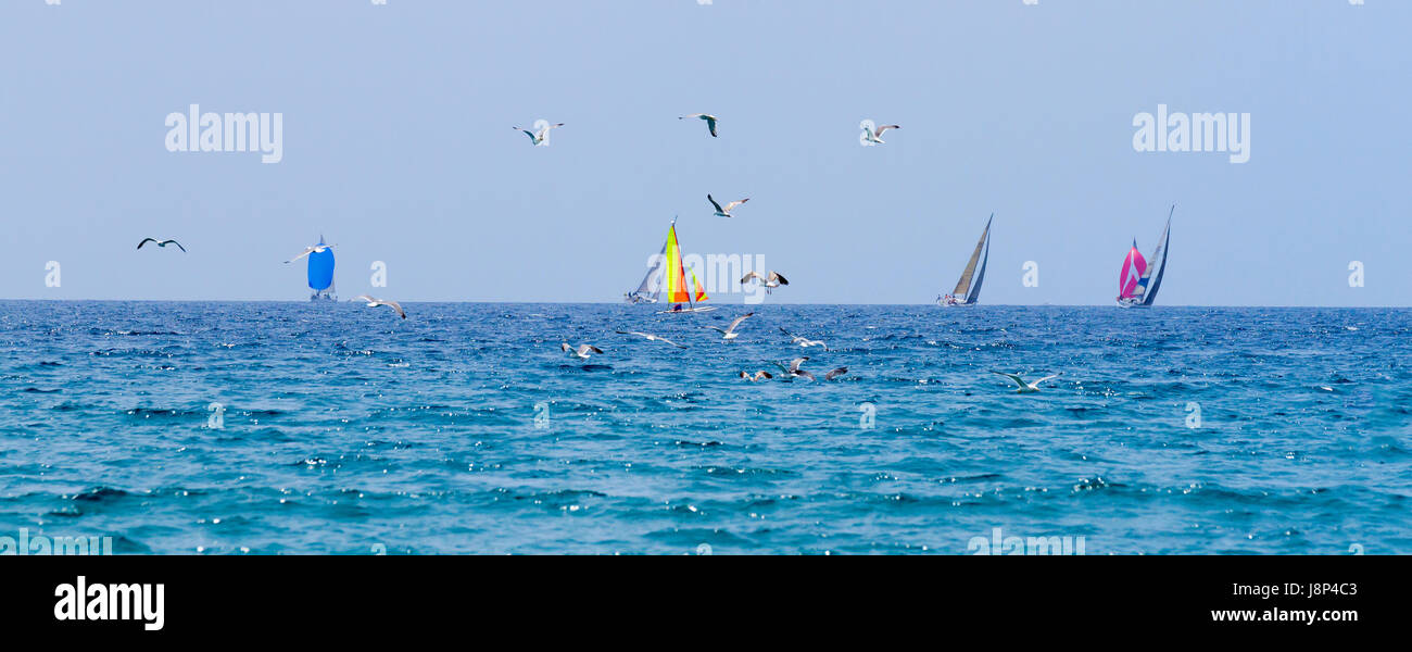 blue, bird, wave, sailing boat, sailboat, boat, beauty, water, rowing ...