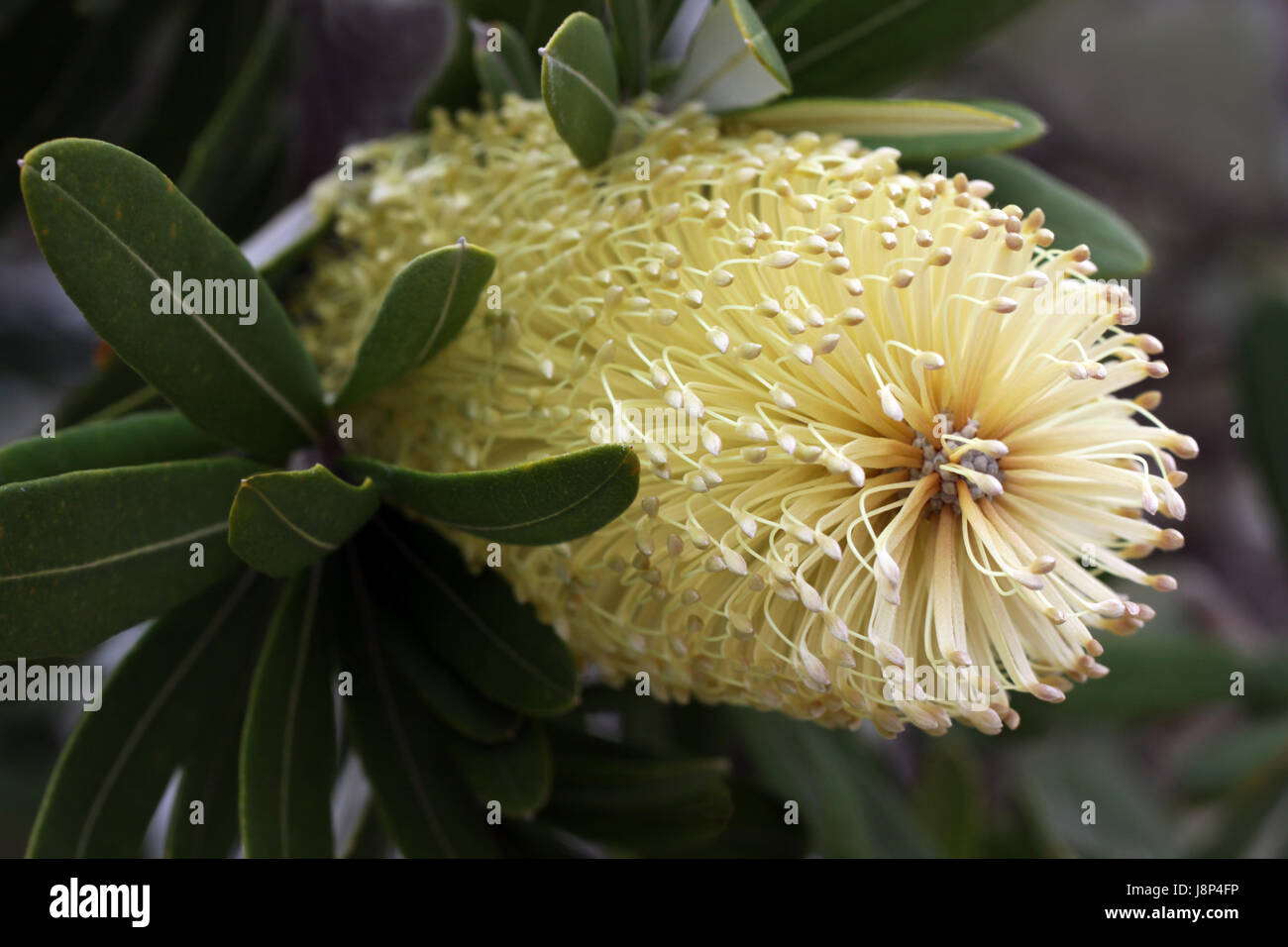 australia, tree, australia, blossoms, shrub, evergreen, bleed, banksia ...